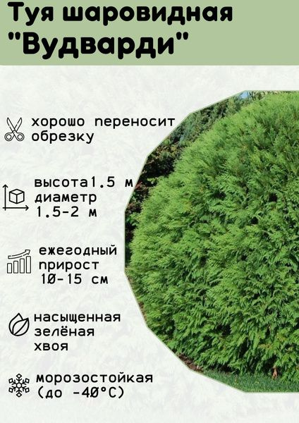 Туя морозостойкая Вудварди Woodwardii 50-60 см 10 саженцев - купить с ...