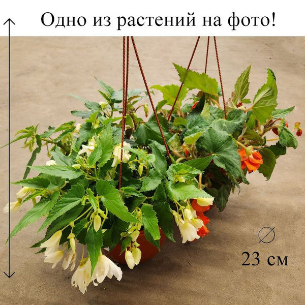 Бегония клубневая Микс подвесная D-23 см, 23 дм, 1 шт - купить по ...