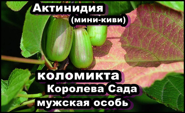Характеристики Актинидия (мини-киви) коломикта Королева Сада (мужская ...