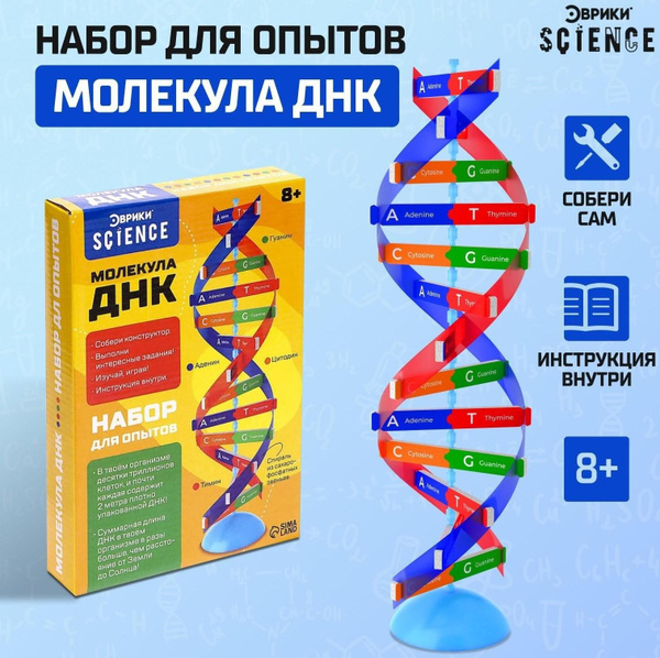 Набор для опытов Молекула ДНК - купить с доставкой по выгодным ценам в ...