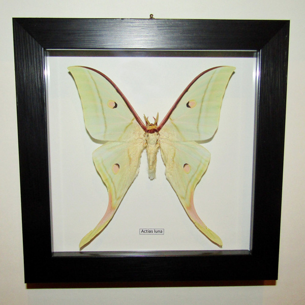 Украшение настенное интерьерное Сатурния в рамке купить по доступным ценам в интернет магазине