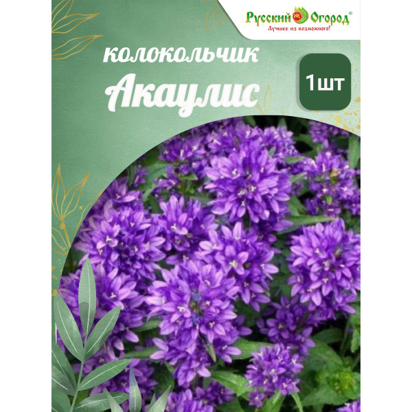 Колокольчик скученный Акаулис - купить с доставкой по выгодным ценам в ...