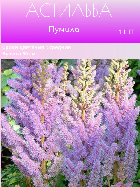 Астильба Астильба1шт_Пумила - купить по выгодным ценам в интернет ...