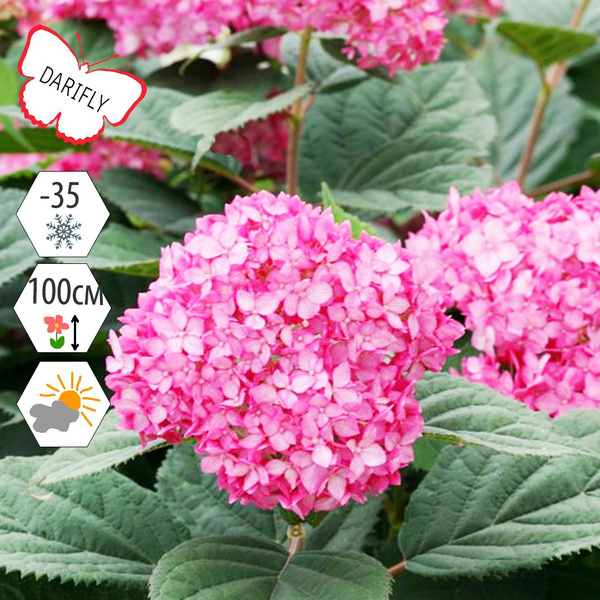 Характеристики Гортензия древовидная Руби Анабель (Hydrangea ...