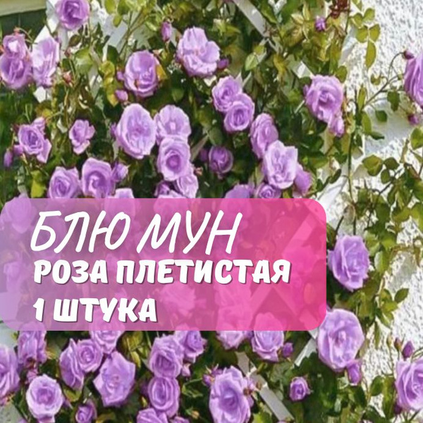 Роза плетистая Блю Мун / саженец розы купить на OZON по низкой цене ...