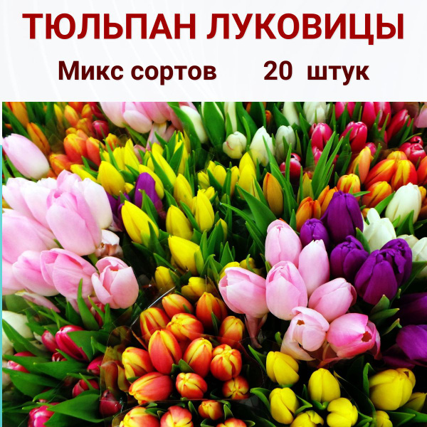 Луковицы Тюльпан купить по выгодной цене в интернет-магазине OZON ...