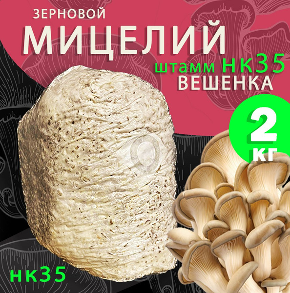 Мицелий грибов вешенка зерновой (штамм НК35) - 2 кг. - купить по ...