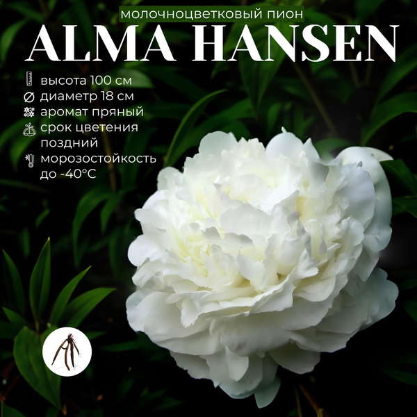 Саженец пиона Alma Hansen - купить с доставкой по выгодным ценам в интернет-магазине OZON ...