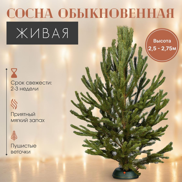 Живая сосна новогодняя ELKI HOME срезанная 2.5 - 2.75 купить на OZON по низкой цене (1757841791)