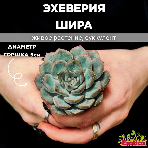 Эхеверия Шира (Echeveria Shira) D5см купить на OZON по низкой цене ...