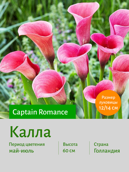 Калла Капитан Романс (Captain Romance) 1 шт СОТКА Голландия купить на ...