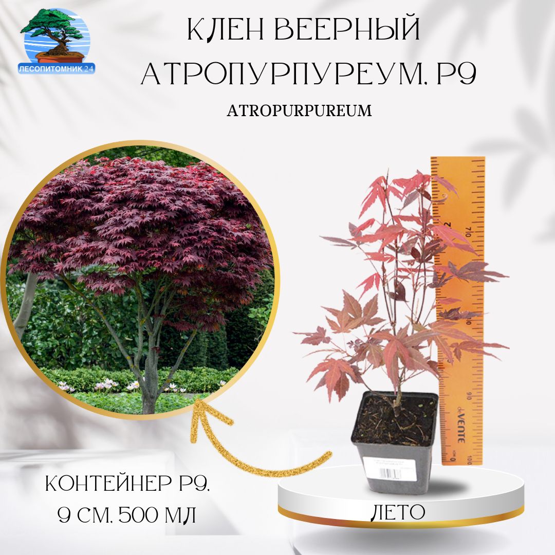 Саженцы Клена – купить в интернет-магазине OZON по низкой цене