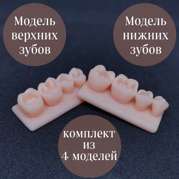 Модель для реставрации жевательных зубов - купить с доставкой по ...