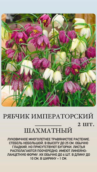 Рябчик императорский луковицы многолетних цветов купить на OZON по ...