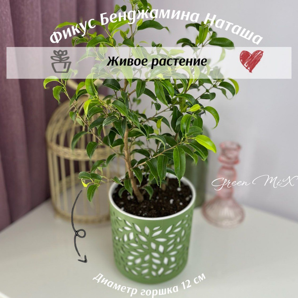 Фикус Фикус Бенджамина Наташа (Ficus Natasja)45см, 14 дм, 08833 шт ...
