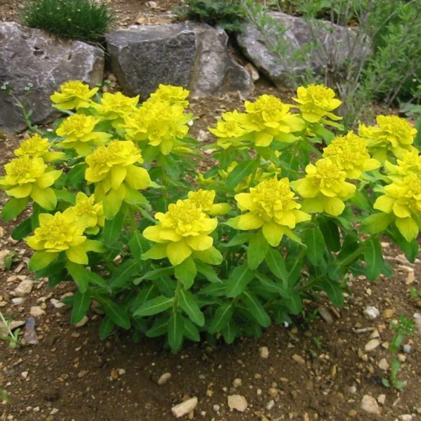 Молочай садовый - купить с доставкой по выгодным ценам в интернет ...