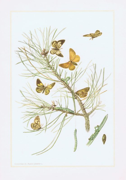 Бабочки. Пяденица сосновая. Антикварная офсетная литография. Германия, 1961 год - купить по ...