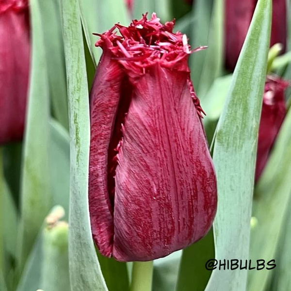 Тюльпан Филли Белль (Philly Belle) (10шт.) купить на OZON по низкой цене (1727491799)