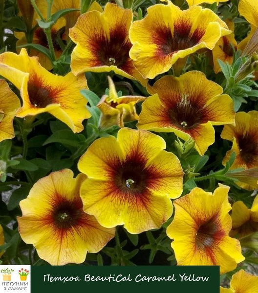 Петхоа BeautiCal Caramel Yellow + Петуния Blanket Zinfandel купить на ...
