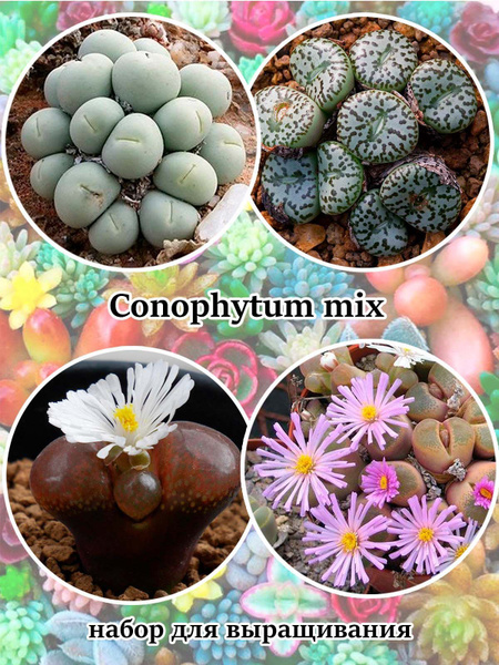 Conophytum mix (живые камни, суккуленты) набор для выращивания (семена ...