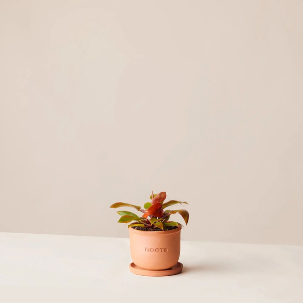 Roots Flowers Филодендрон, цвет Филодендрон Принц Оранж d12, 12 см ...