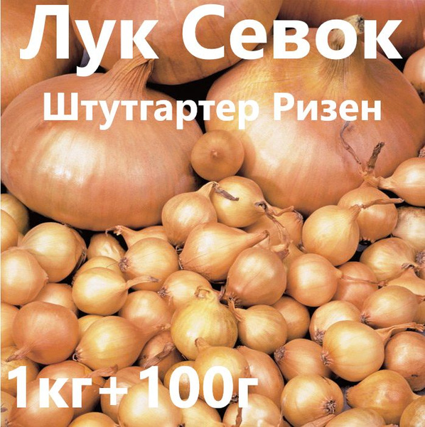 Лук, Лук севок Штутгартер Ризен - купить по выгодным ценам в интернет ...