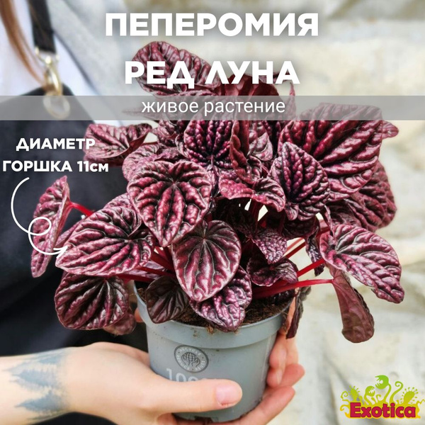 Пеперомия Exotica Peperomia Caperata Red Luna, 11 дм, 01721 шт - купить ...