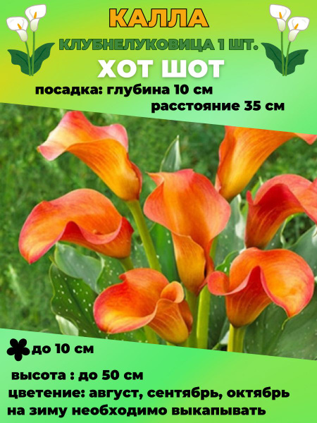 Клубни Калла Magic Garden купить по выгодной цене в интернет-магазине ...