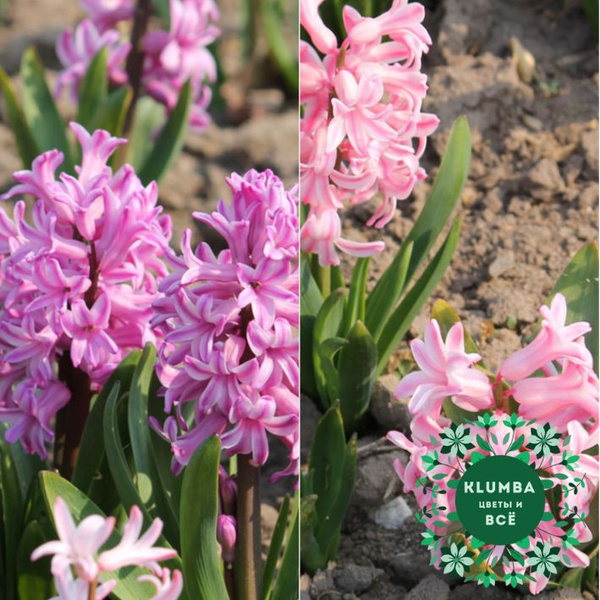 Луковицы Гиацинт KLUMBA купить по выгодной цене в интернет-магазине ...
