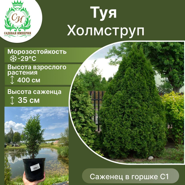 Клубни Туя Садовая Империя купить по выгодной цене в интернет-магазине ...