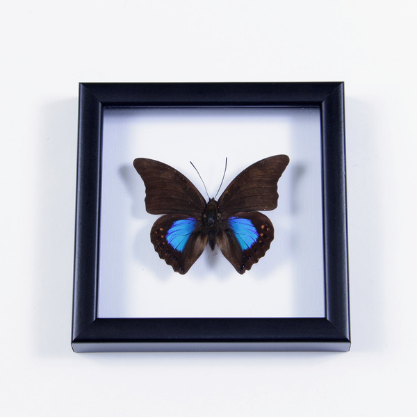 Бабочка в рамке ModernArtButterfly "Prepona chromus" 15х15х2 см купить ...