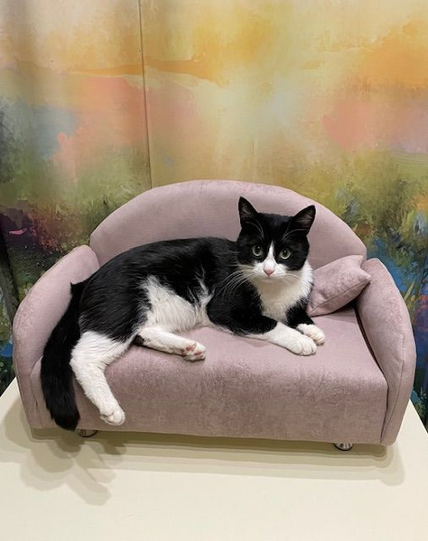 Диван-лежак для кошек и собачек, зоодиван S, 580 * 380 * 380 купить на OZON по низкой цене ...