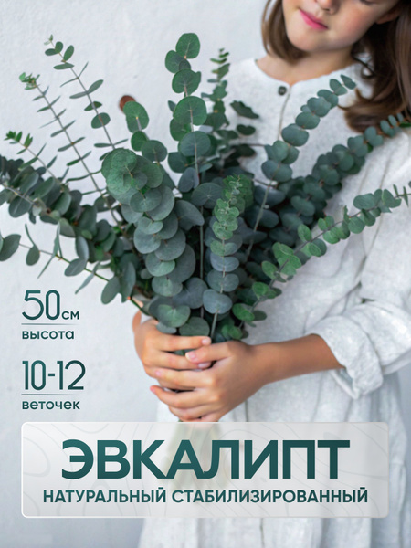 Эвкалипт стабилизированный сухоцвет для декора Baby Blue купить на OZON ...