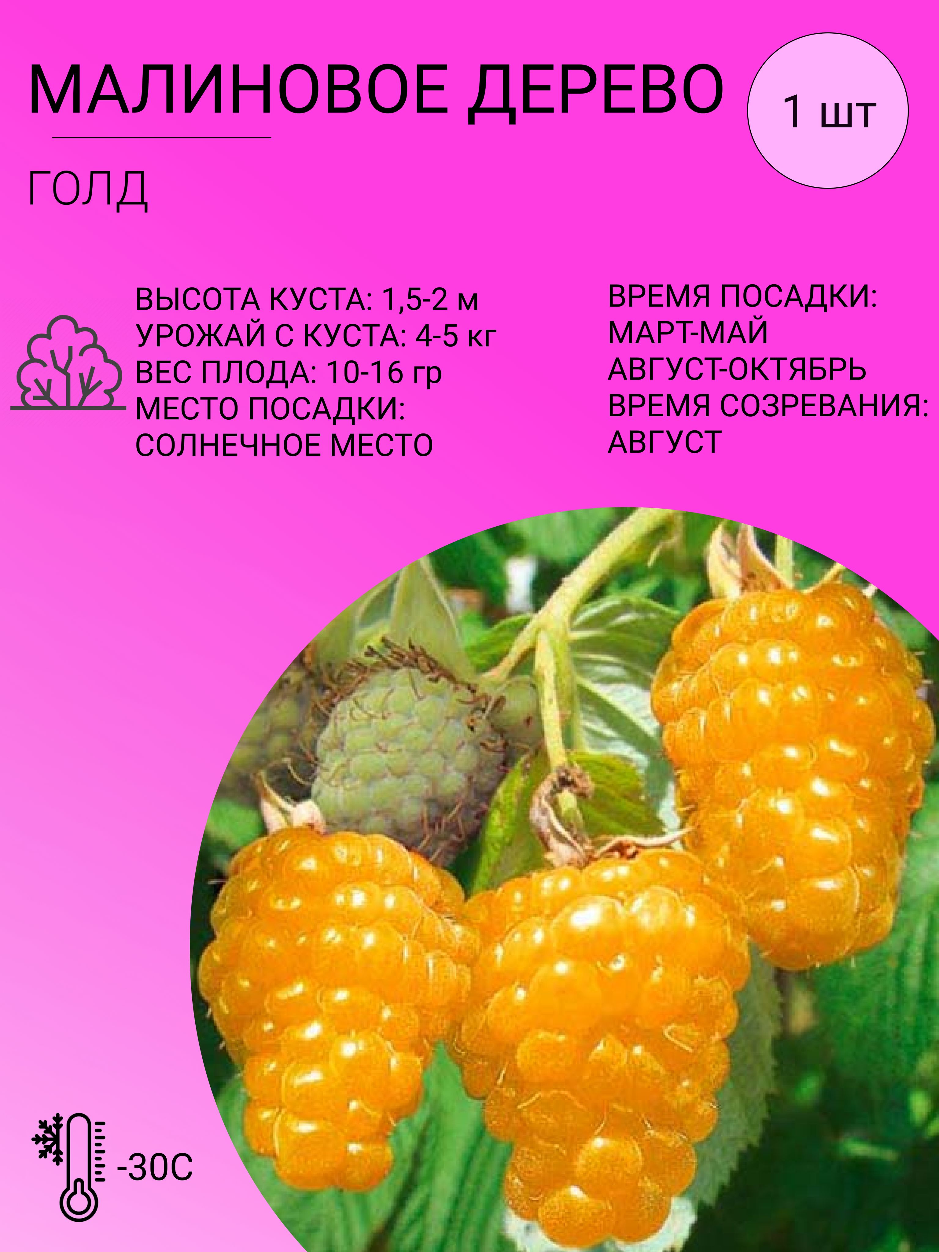 Малиновое Дерево Саженцы купить на OZON по низкой цене