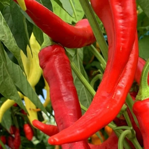 Перец острый, Перец Deodar SEEDS COMPANY Перец острый_Перец Цицак ...