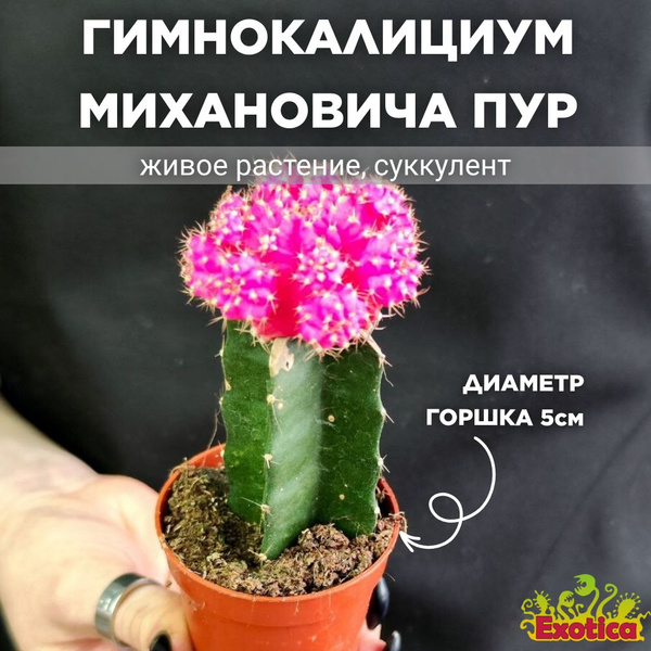 Кактус Гимнокалициум Михановича Пурпурный (Gymnocalycium Mihanovichii ...