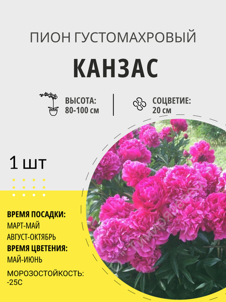 Характеристики Корень пиона густомахровый Канзас для посадки, саженцы ...