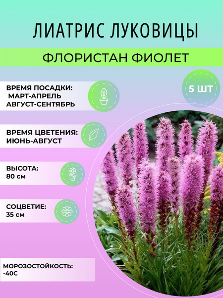 Лиатрис лиатрис - купить по выгодным ценам в интернет-магазине OZON ...