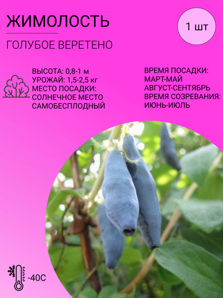 Жимолость, Жимолости Жимолость_Голубое Веретено - купить по выгодным ...
