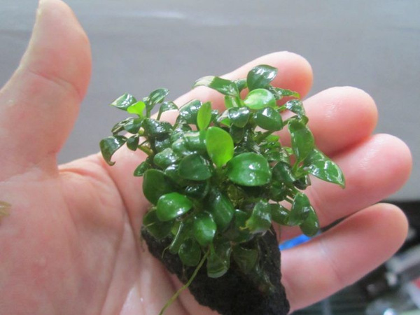 Анубиас нана(Anubias var.nana)Живое растение для аквариума - купить с ...