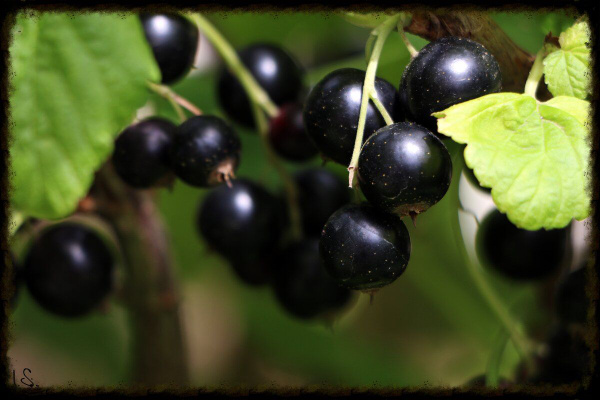 Смородина черная Чаровница - купить с доставкой по выгодным ценам в ...