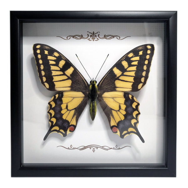 Украшение настенное интерьерное Модель бабочки Papilio Machaon в рамке купить по доступным