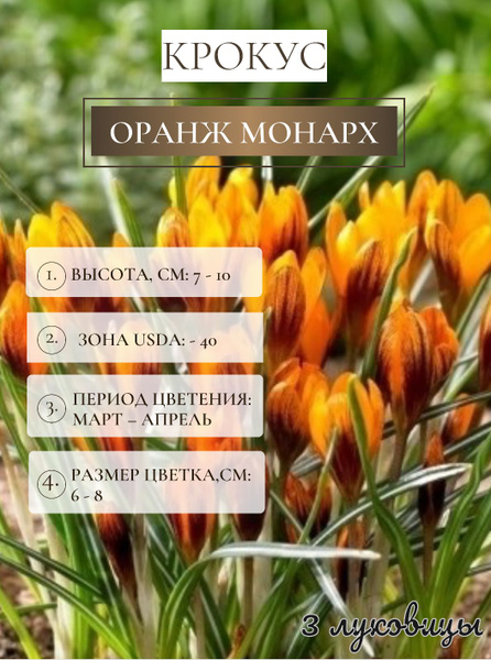 Луковицы Крокус купить по выгодной цене в интернет-магазине OZON ...