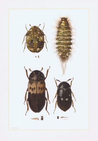 Жуки. Кожееды. Антикварная офсетная литография. Германия, 1961 год - купить по выгодной цене в ...