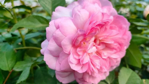 Флорибунда Roseraie du Chatelet - купить с доставкой по выгодным ценам ...