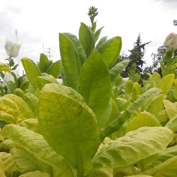 Табак душистый Deodar SEEDS COMPANY Табак1_Символ 4 - купить по ...