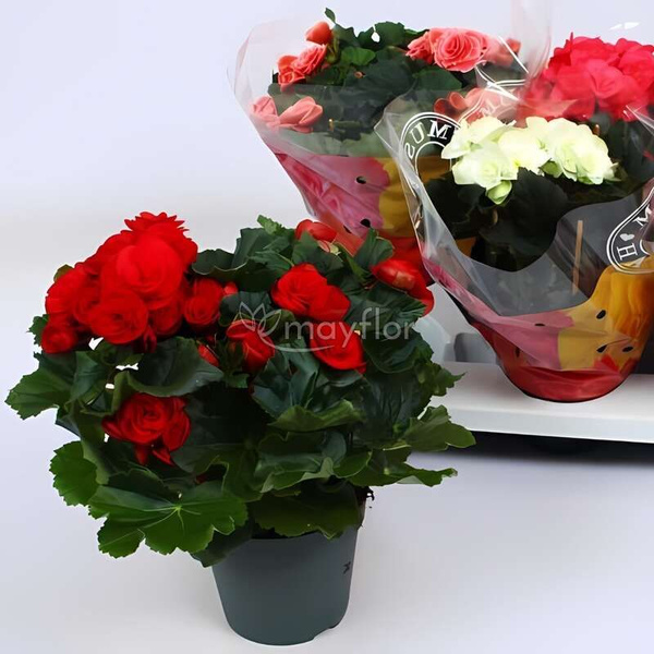 Комнатные растения Mayflor - купить по выгодной цене в интернет ...