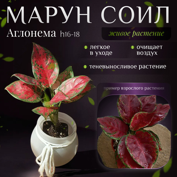 Аглаонема Аглаонема Марун Сойл, 5 дм, 1 шт - купить по выгодной цене в ...