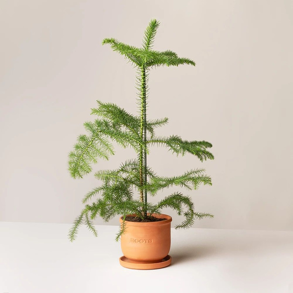 Араукария d12 купить на OZON по низкой цене (1769074963)