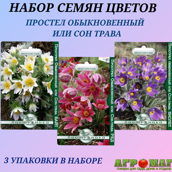 Прострел Биотехника семена - купить по выгодным ценам в интернет ...